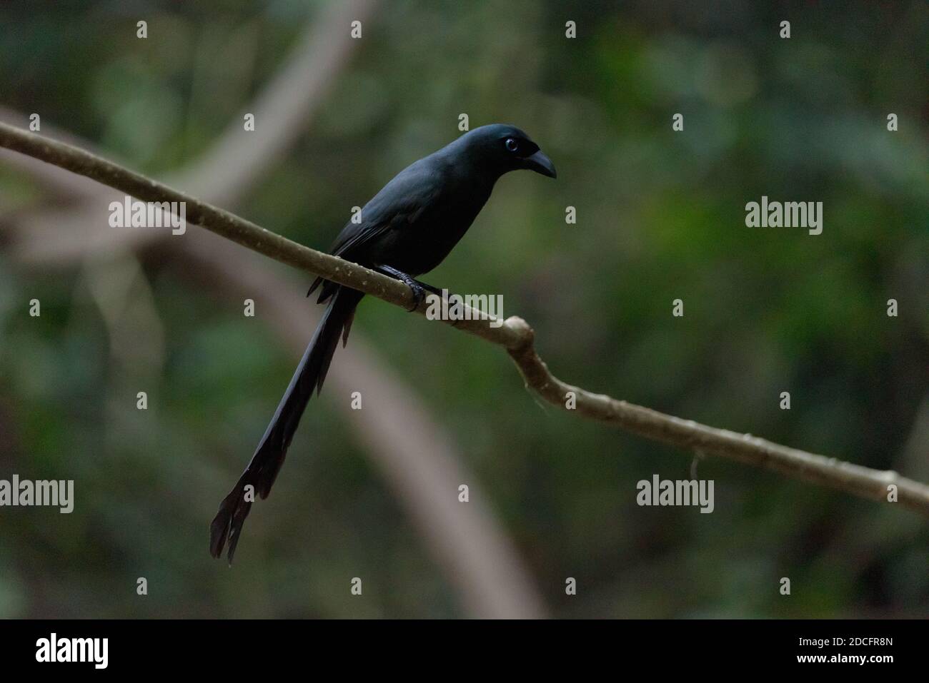 Green racket tail hi-res stock photography and images - Alamy