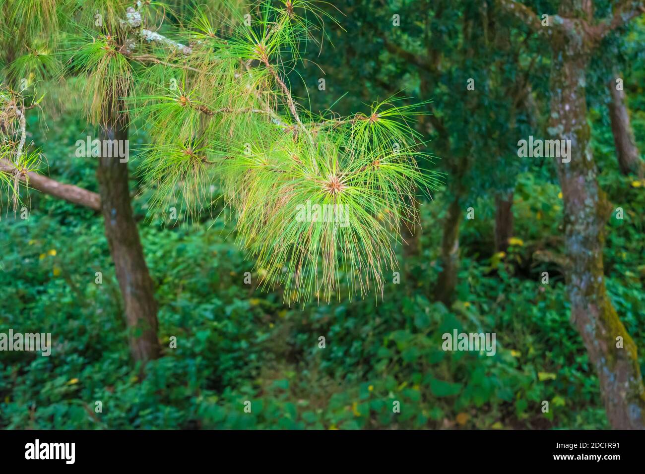 Pine tree at Shillong View Point, Laitkor Peak shillong meghalaya india ...