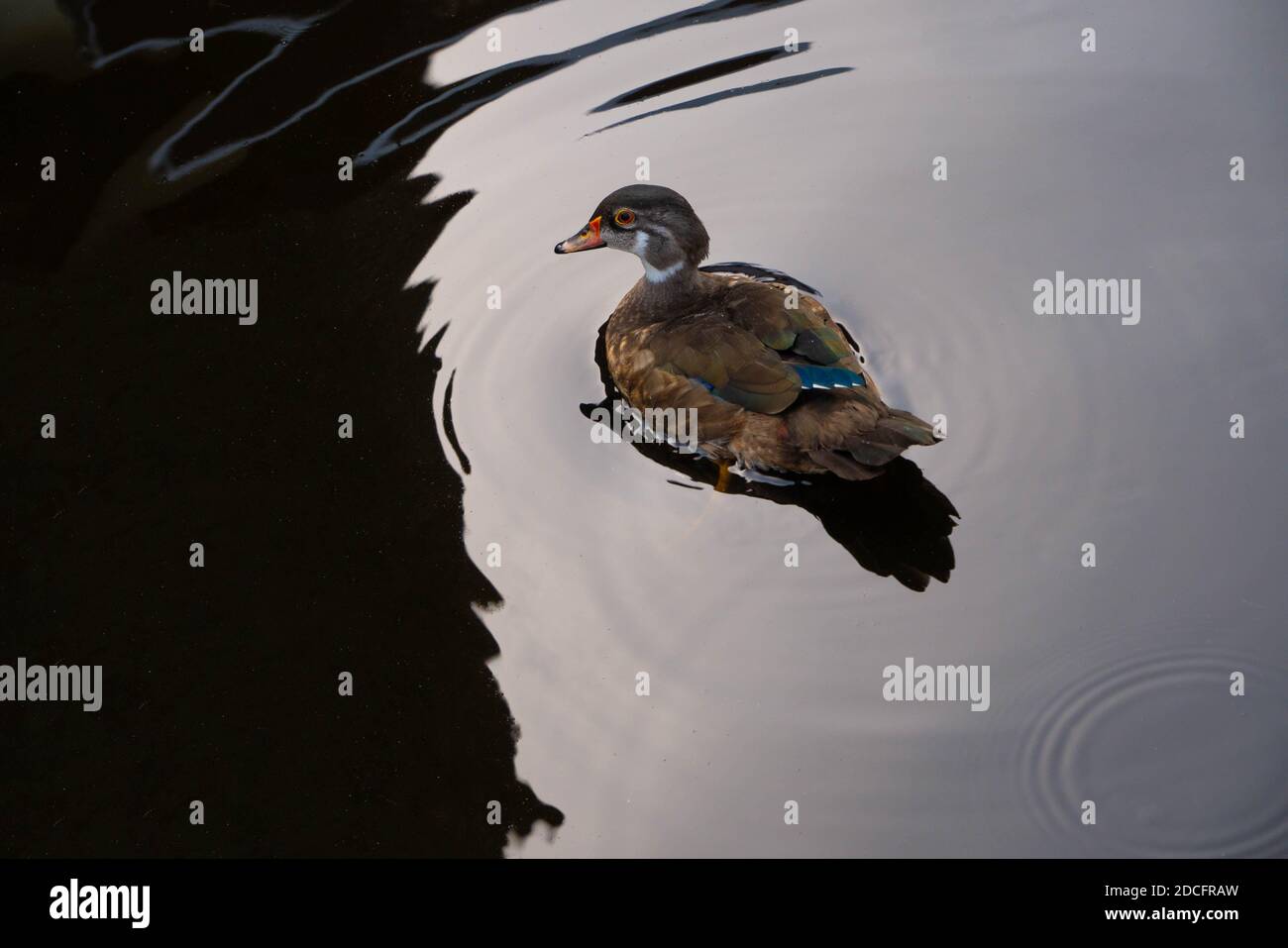 The drake floats on silvery water. Bright feathers. Profile view ...