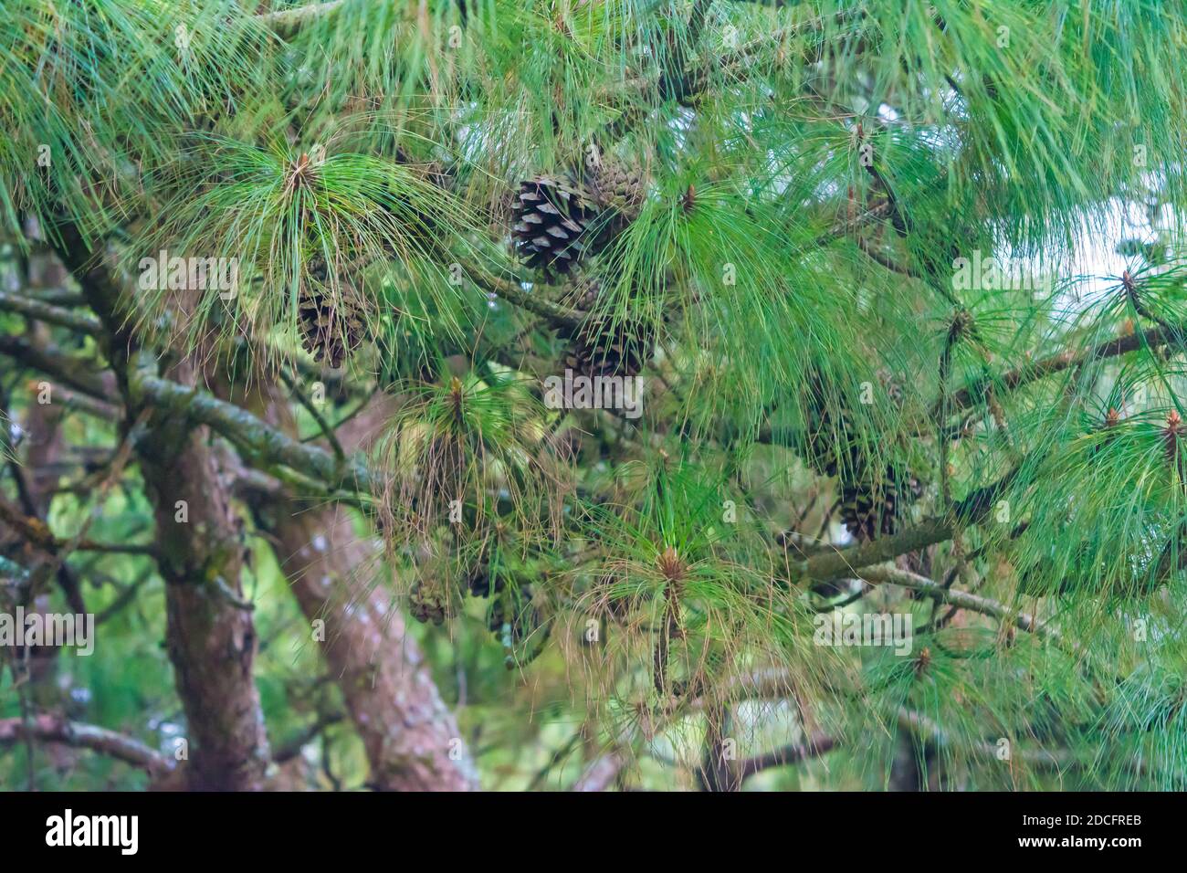 Pine tree at Shillong View Point, Laitkor Peak shillong meghalaya india ...