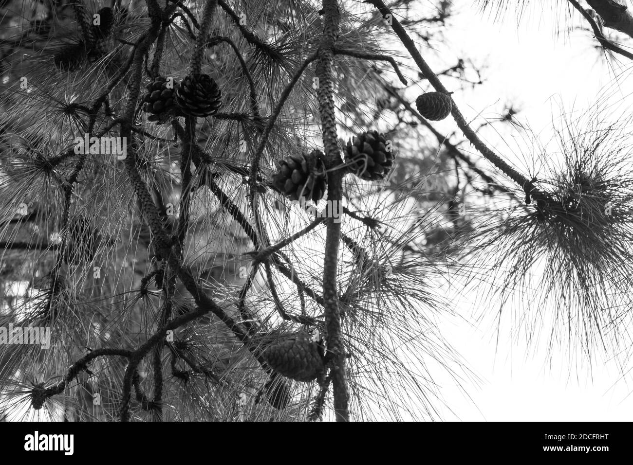 Pine tree at Shillong View Point, Laitkor Peak shillong meghalaya india ...