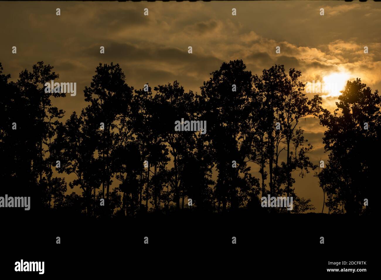 Pine tree at Shillong View Point, Laitkor Peak shillong meghalaya india ...
