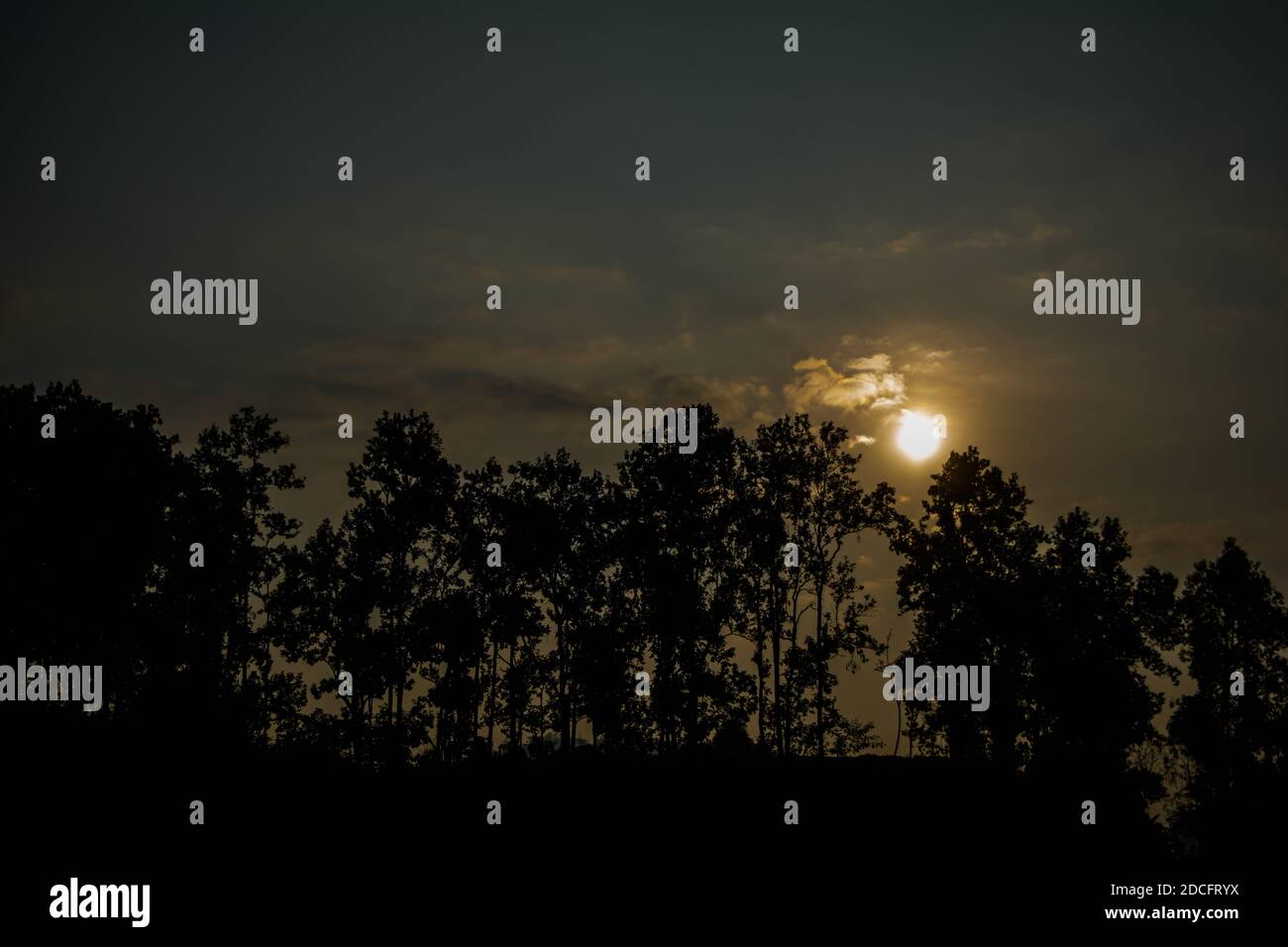 Pine tree at Shillong View Point, Laitkor Peak shillong meghalaya india ...