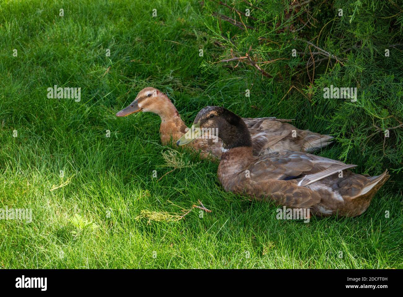 two wild ducks hide from the heat in the shade under a bush on the lawn ...