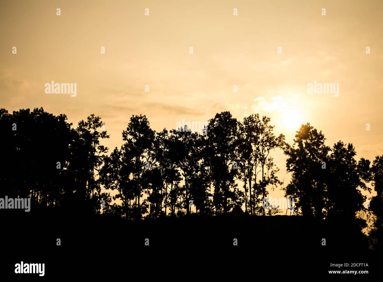 Pine tree at Shillong View Point, Laitkor Peak shillong meghalaya india ...
