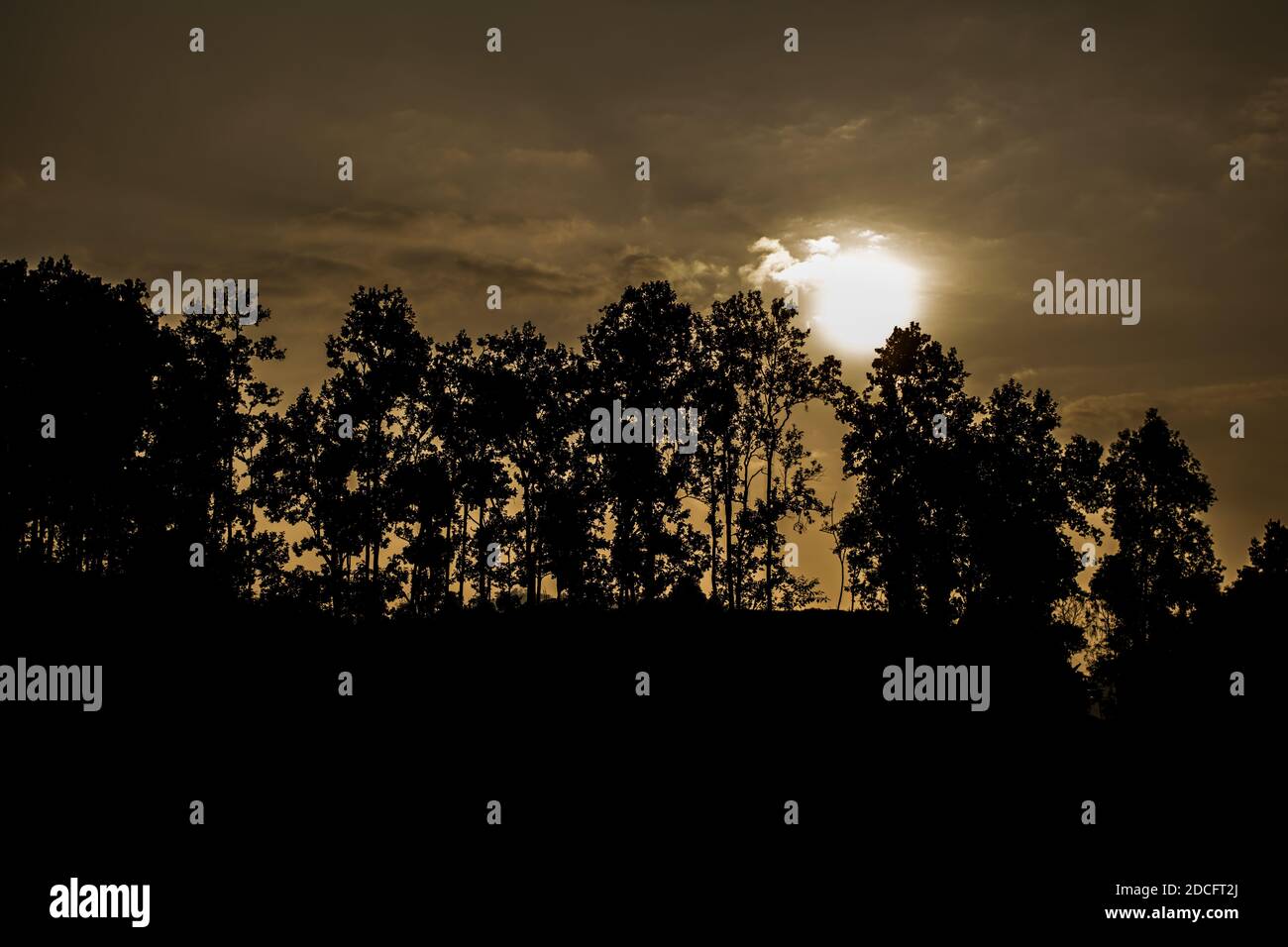 Pine tree at Shillong View Point, Laitkor Peak shillong meghalaya india ...