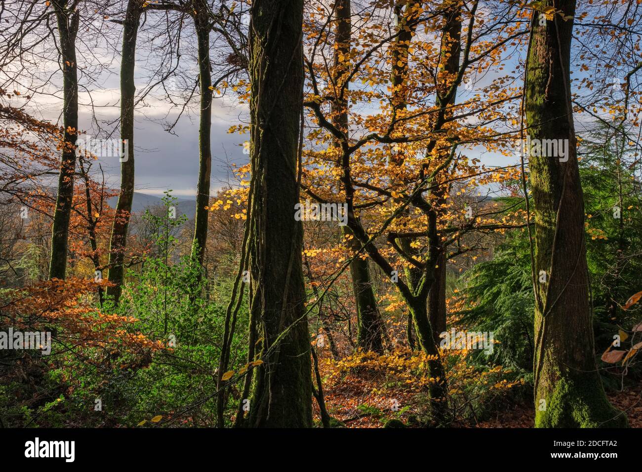 Autumn colour in the lower Wye valley near Trellech Stock Photo - Alamy