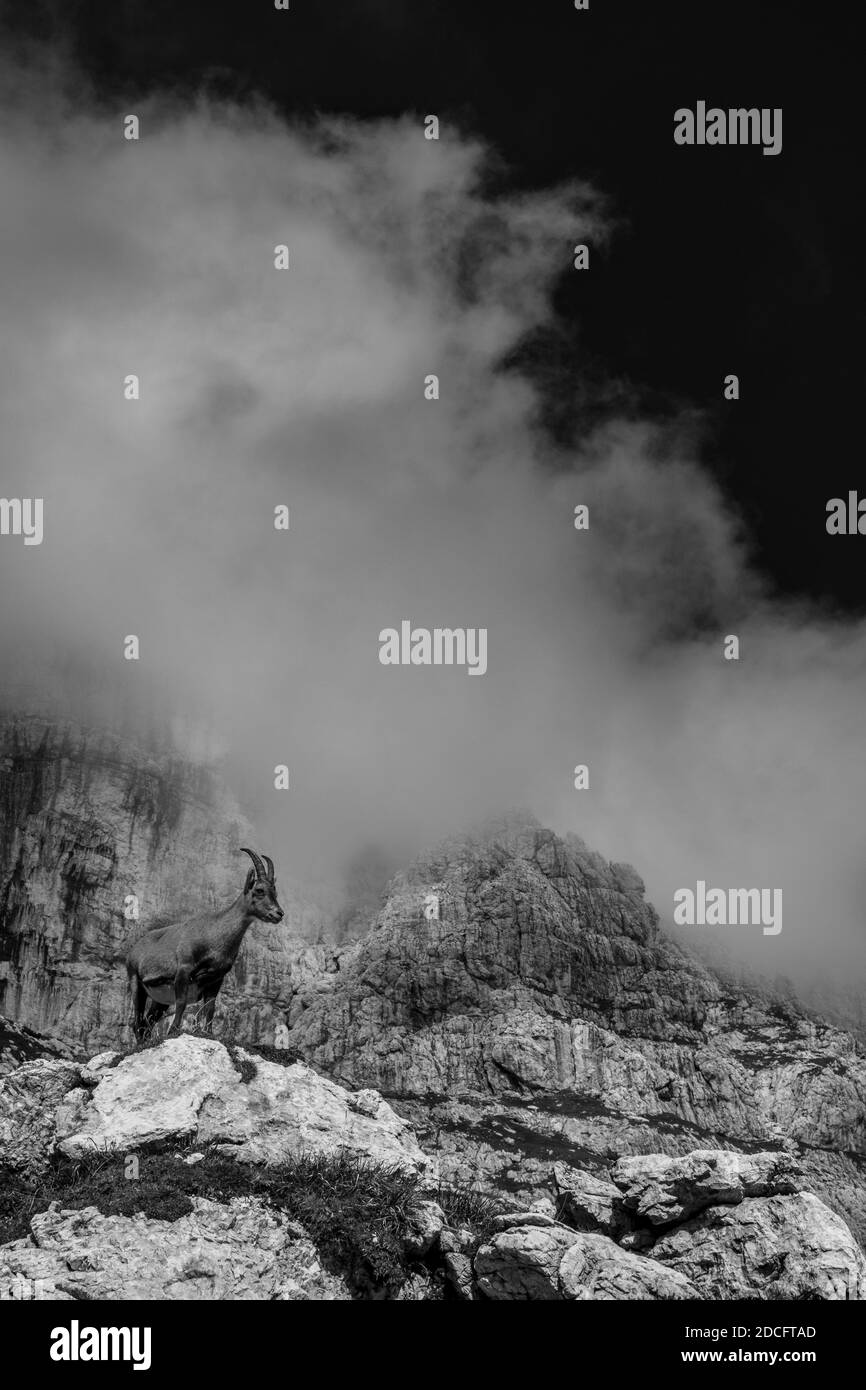 Jof fuart Black and White Stock Photos & Images - Alamy