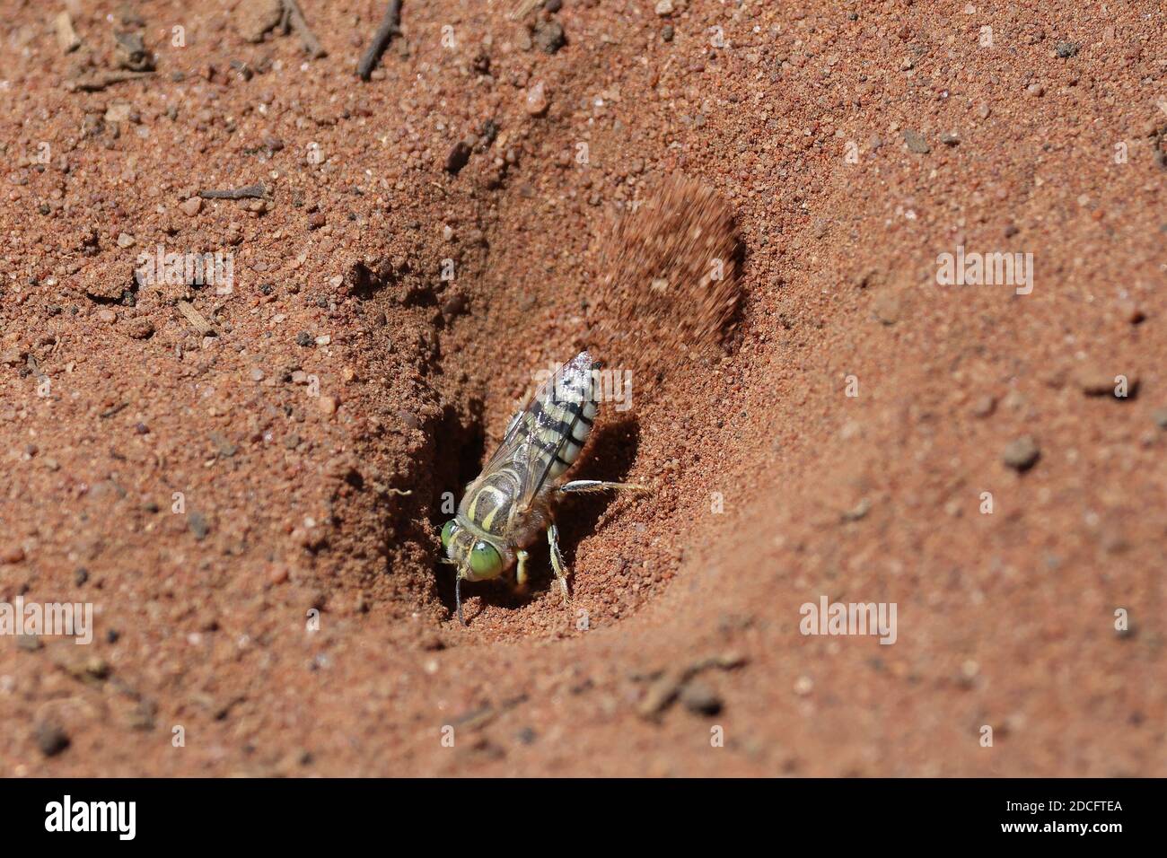 Bembix Sand Digging Wasp digging hole Stock Photo - Alamy