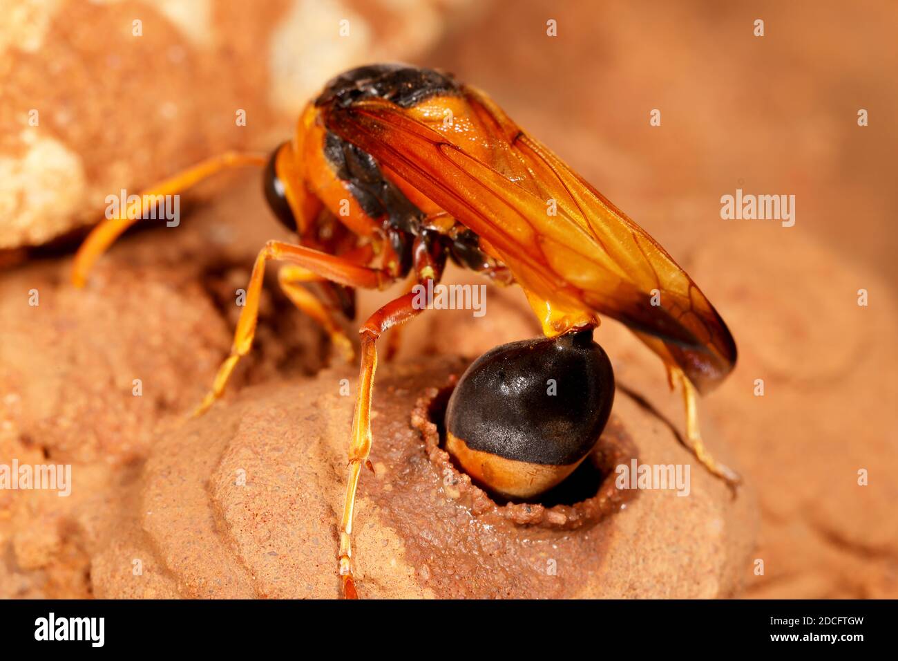 Wasp egg hi-res stock photography and images - Alamy