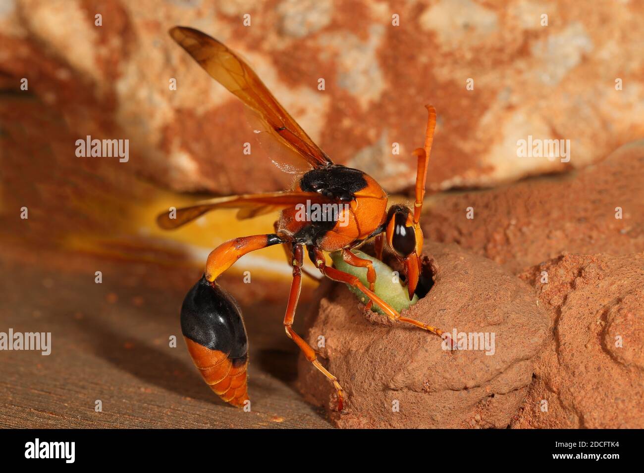 Female Orange Potter Wasp depositing caterpillar in mud nest chamber to ...