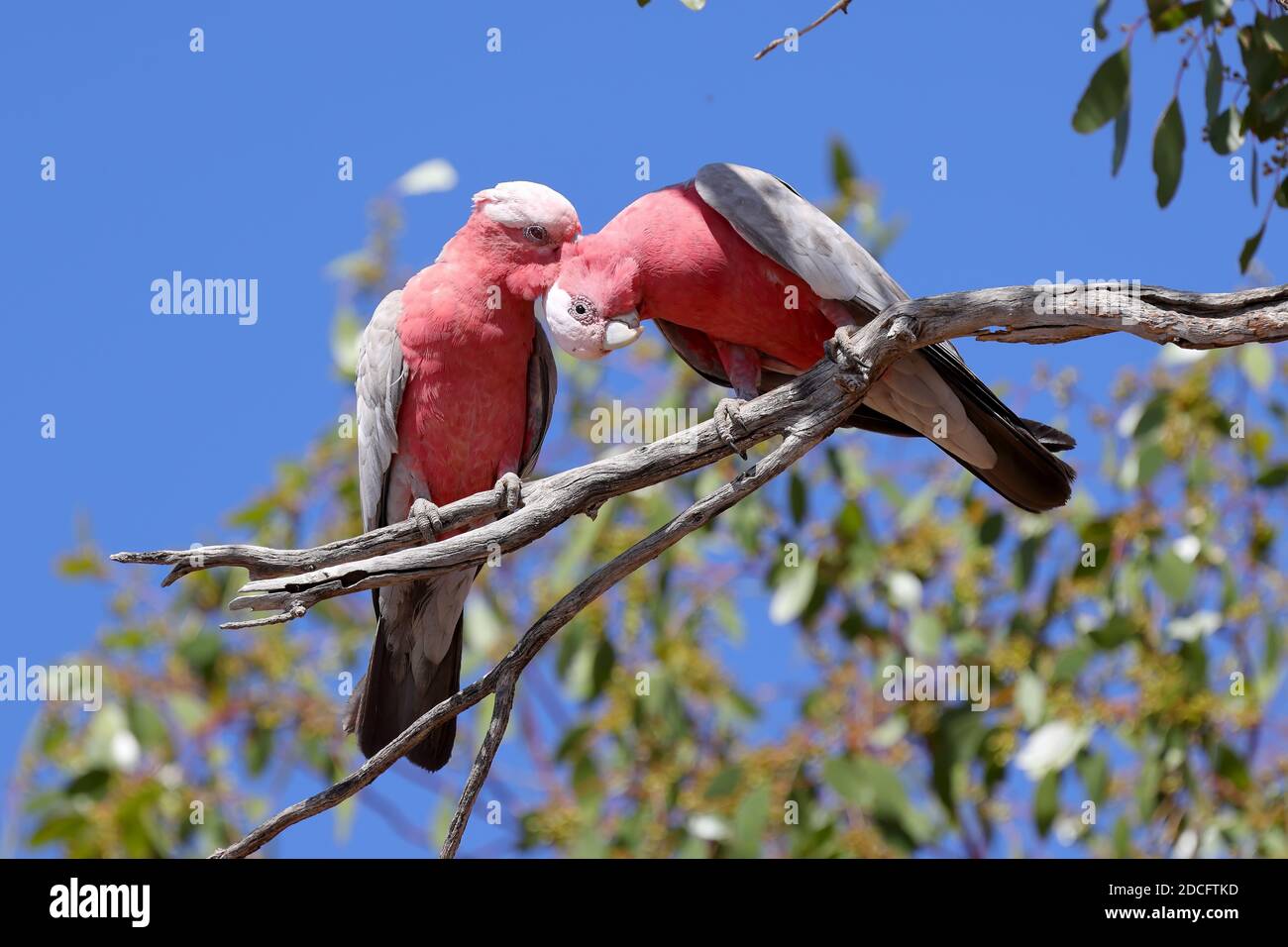 Pink and Grey Galah pair preening each other Stock Photo - Alamy