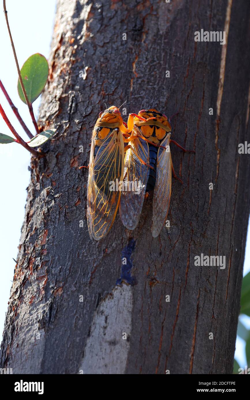 Yellow monday cicada hi-res stock photography and images - Alamy