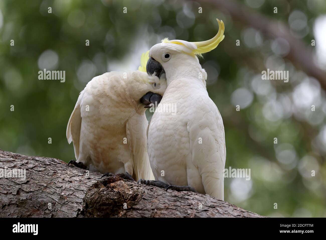 Sulphur-crested Cockatoo pair in a preening session Stock Photo - Alamy
