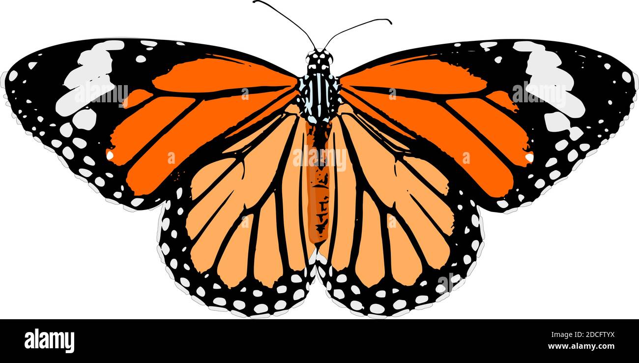 vector of a monarch butterfly Stock Vector Image & Art - Alamy