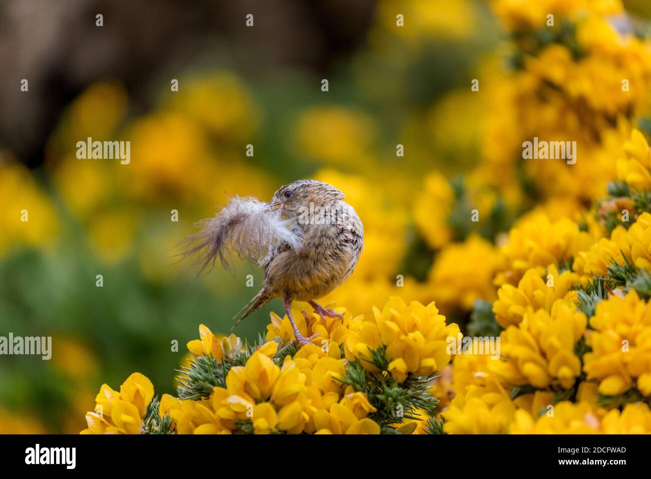 Falkland Grass Wren Cistothorus Platensis High Resolution Stock ...