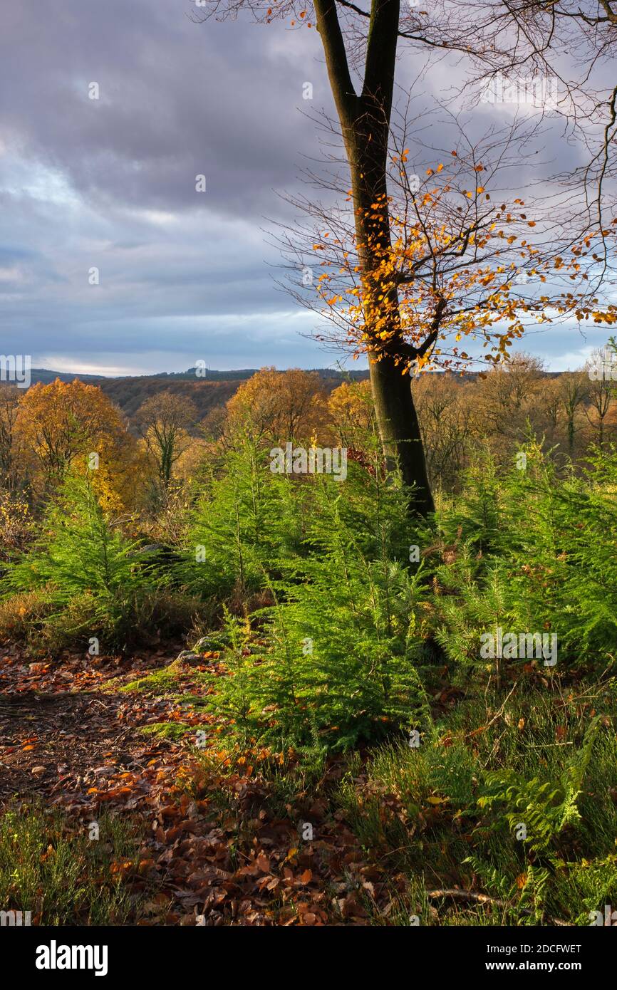 Autumn colour in the lower Wye valley near Trellech Stock Photo - Alamy