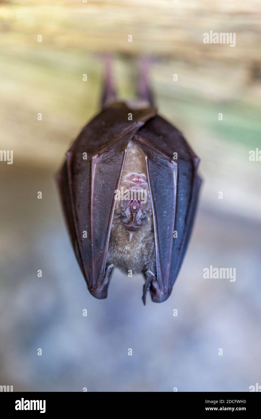 Greater Horseshoe Bat; Rhinolophus ferrumequinum; roosting; cave ...