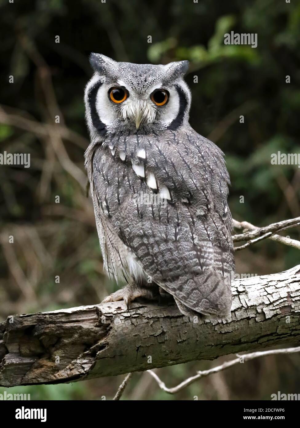 Southern white faced owl Stock Photo - Alamy