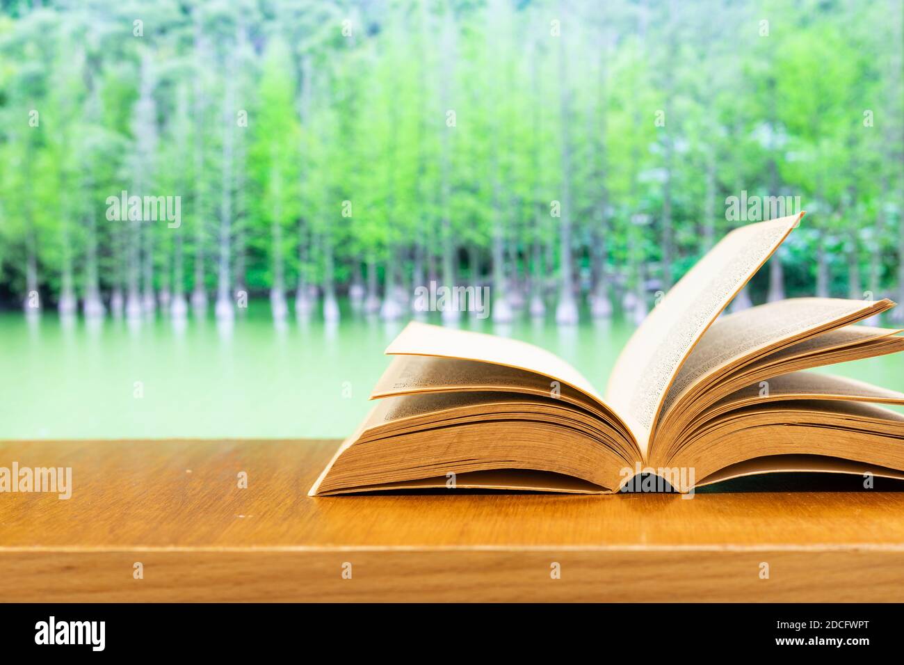 old book open on a wood table with blurred beautiful cypresses in a ...