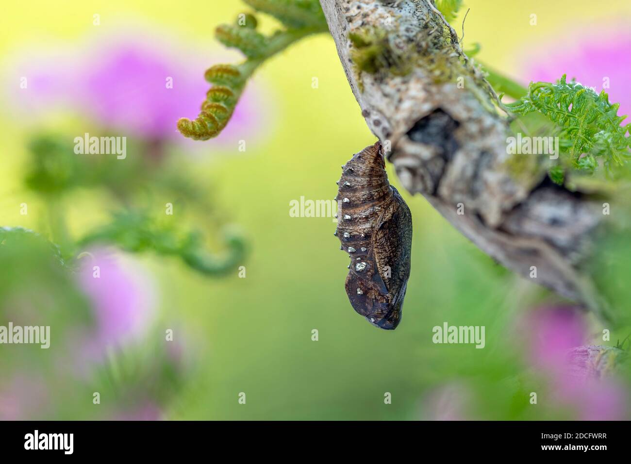 High Brown Fritillary; Fabriciana adippe; Chrysalis; UK Stock Photo - Alamy