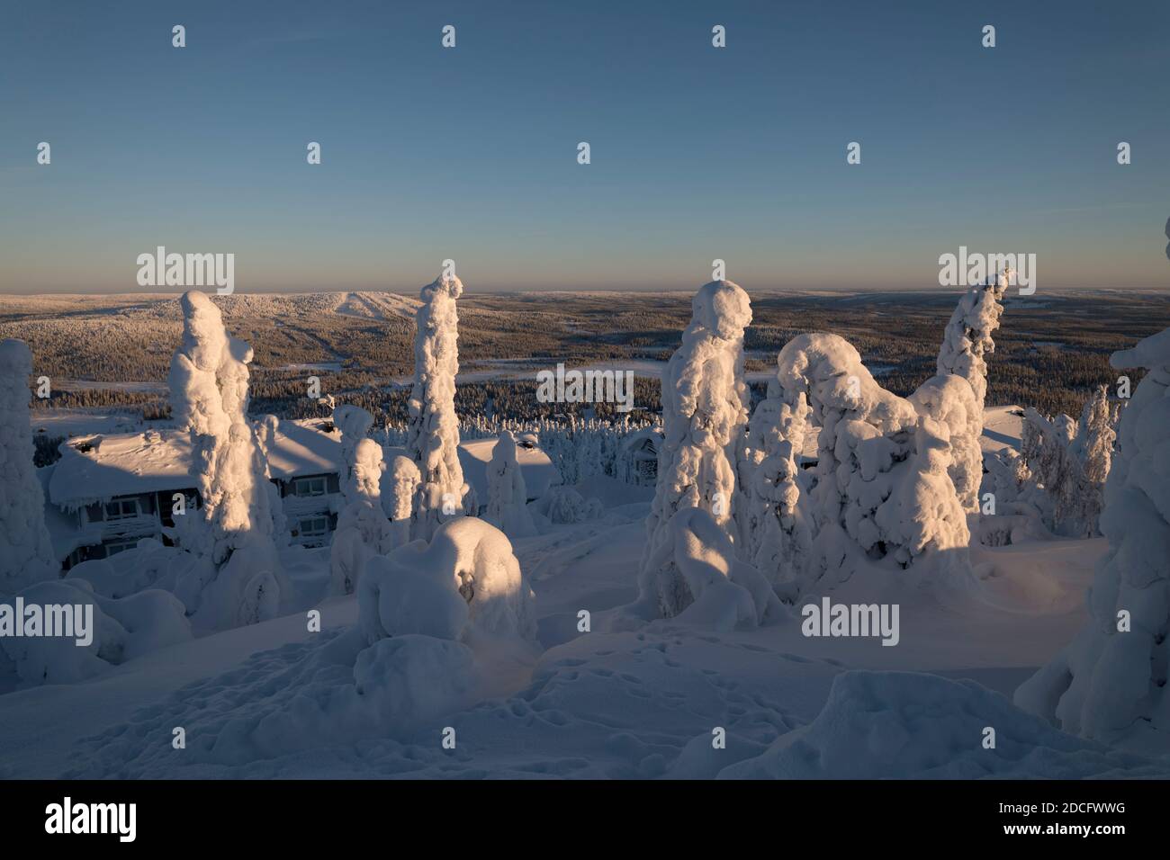 Iso Syote; Trees in Winter; Finland Stock Photo - Alamy