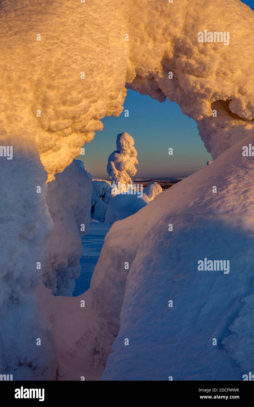 Iso Syote; Trees in Winter; Finland Stock Photo - Alamy