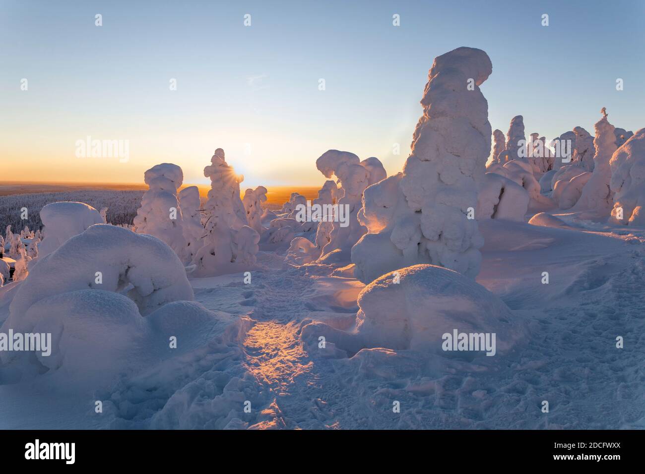 Iso Syote; Trees in Winter; Finland Stock Photo - Alamy