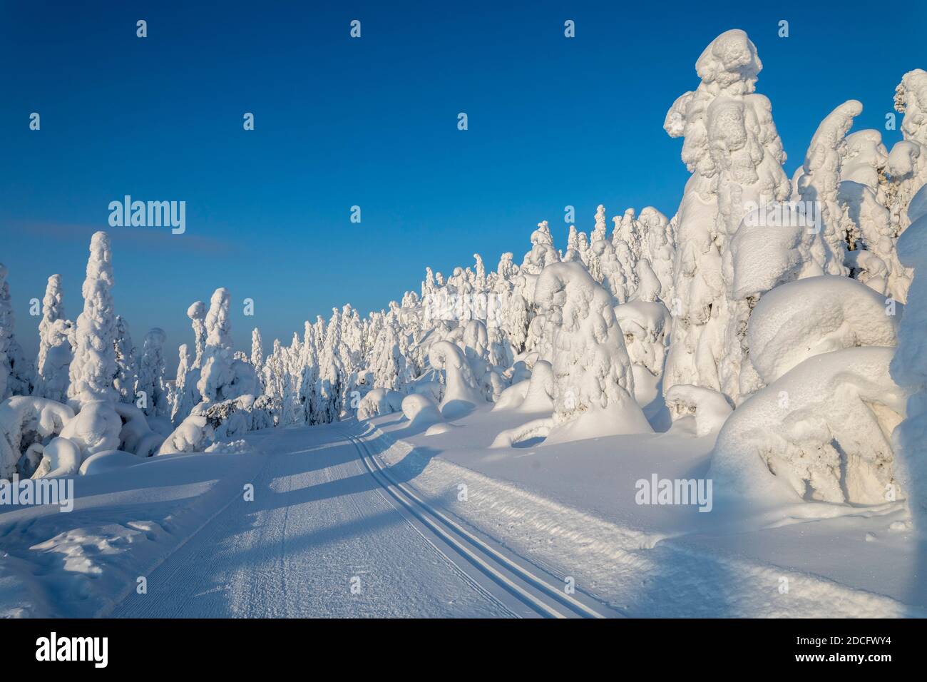 Iso Syote; Trees in Winter; Finland Stock Photo - Alamy