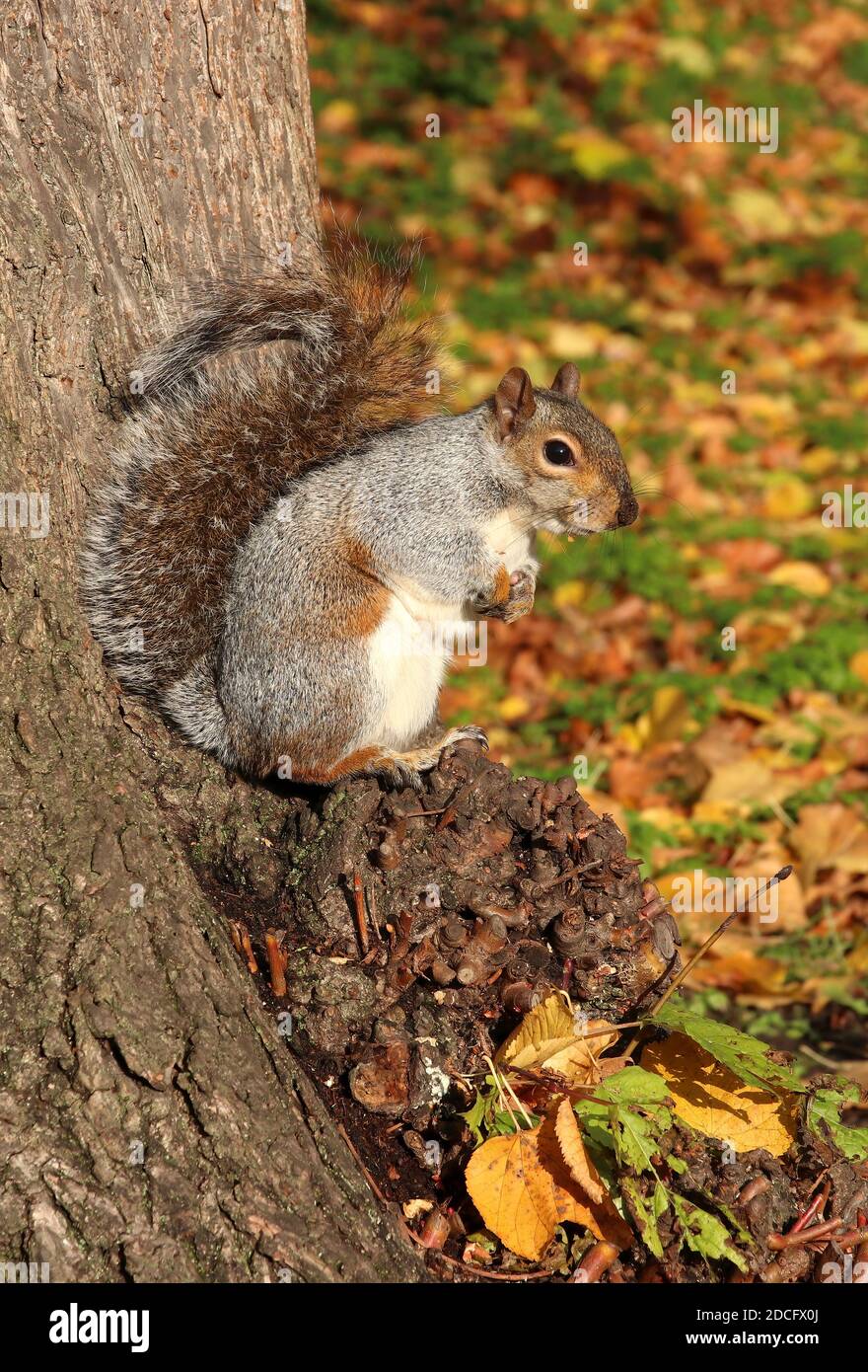 side view of a small grey squirrel waiting at the base of a tree to see ...