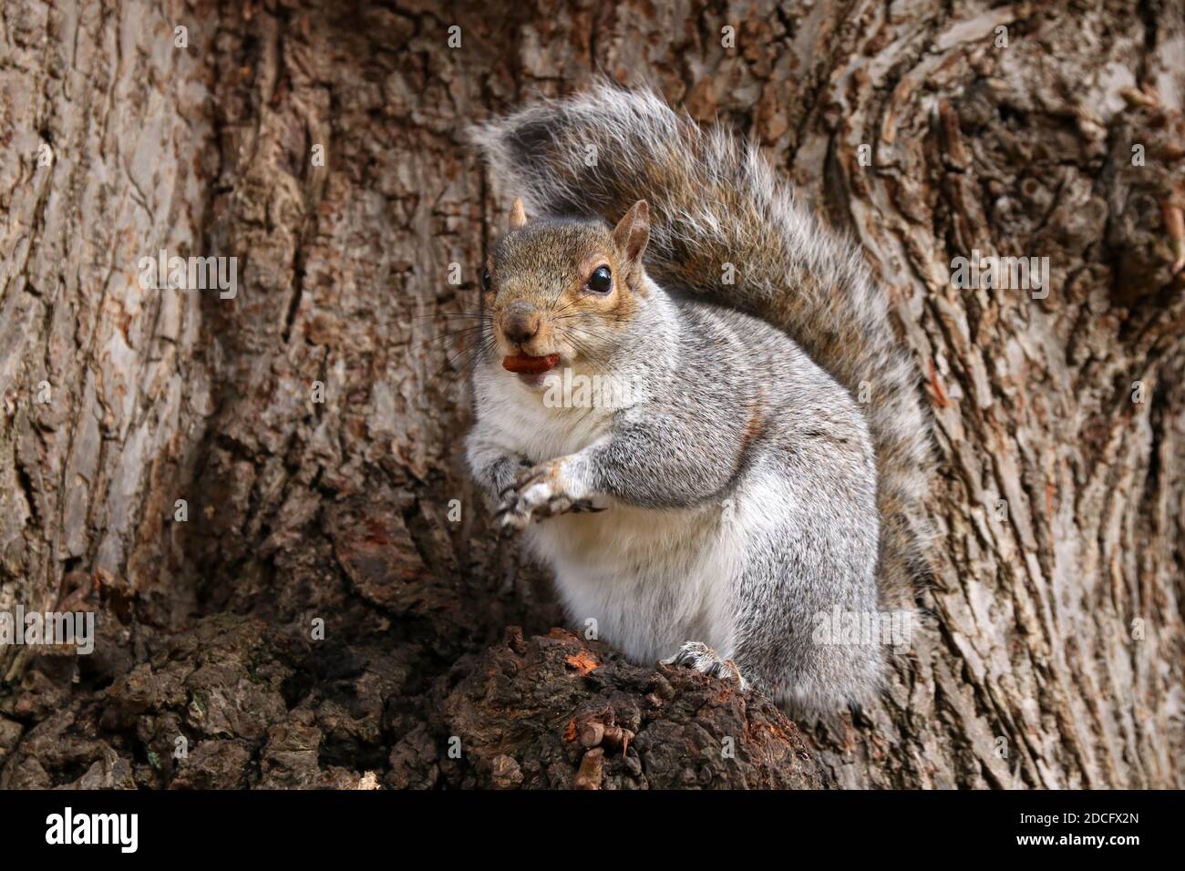 Squirrel dray hi-res stock photography and images - Alamy