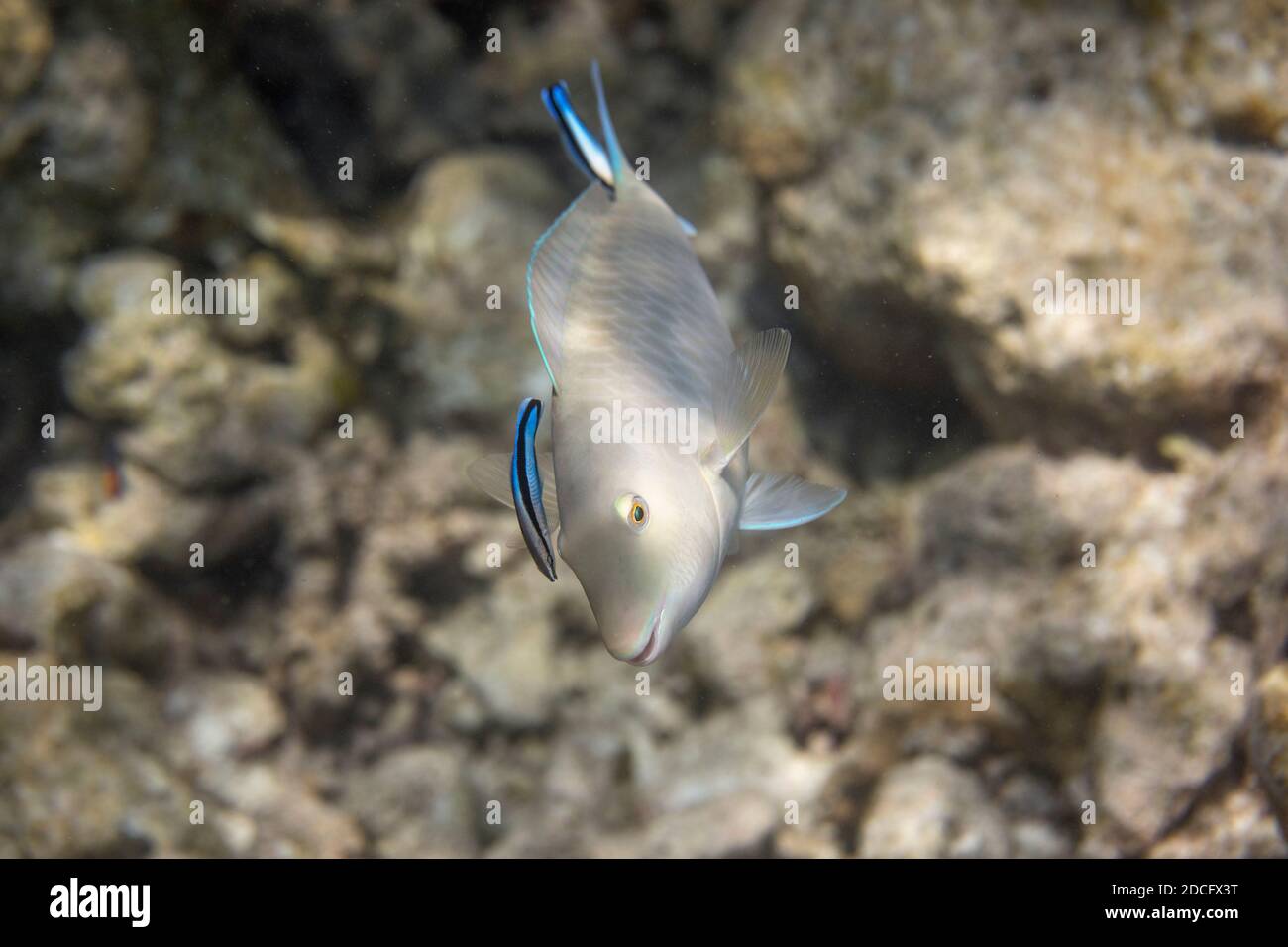 Longnose parrotfish hi-res stock photography and images - Alamy