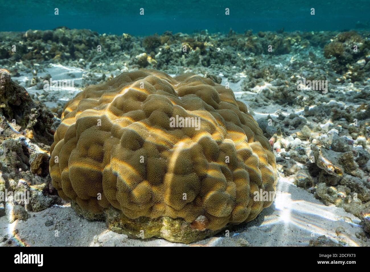 The seabed hi-res stock photography and images - Alamy