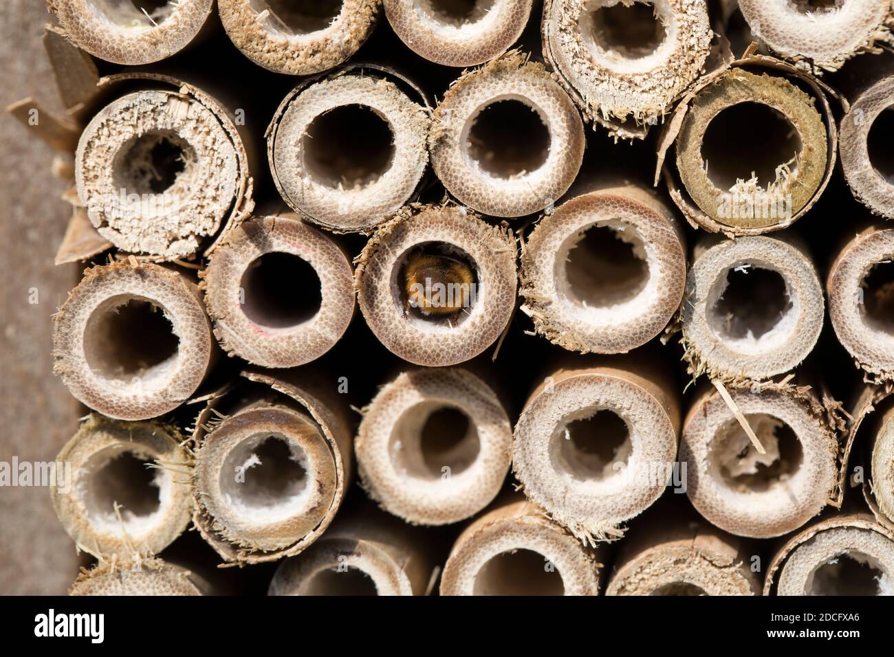 Red Mason Bee; Osmia bicornis; At Bamboo Nest Chamber; UK Stock Photo ...
