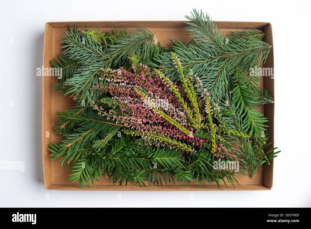 Christmas box plant flowers hi-res stock photography and images - Alamy