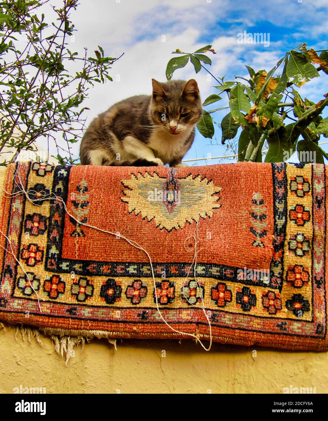 Cat resting on a wall, Galatas village, Crete, Greece Stock Photo - Alamy