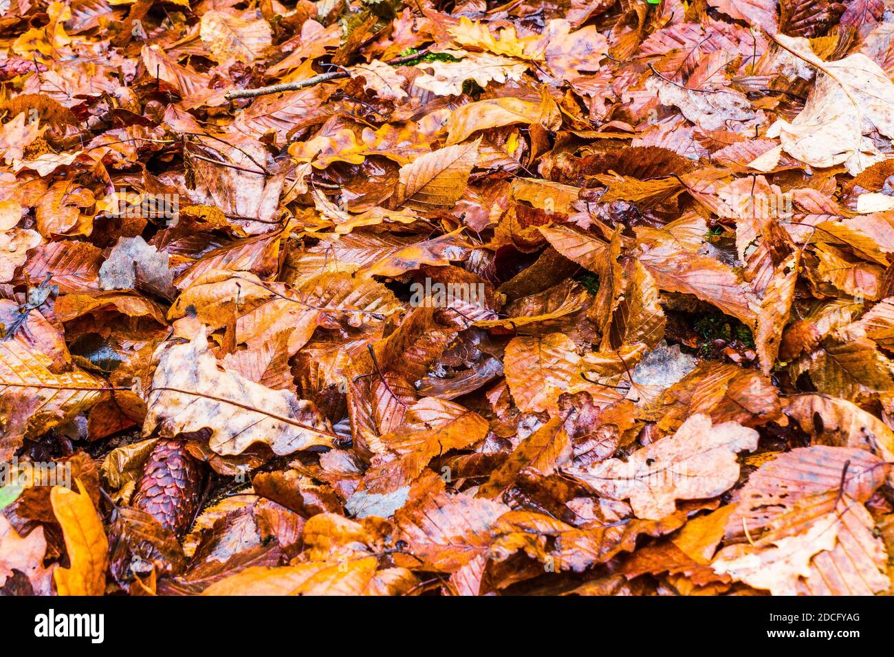 Wet Fallen Maple Leaves on a Ground Stock Photo - Alamy