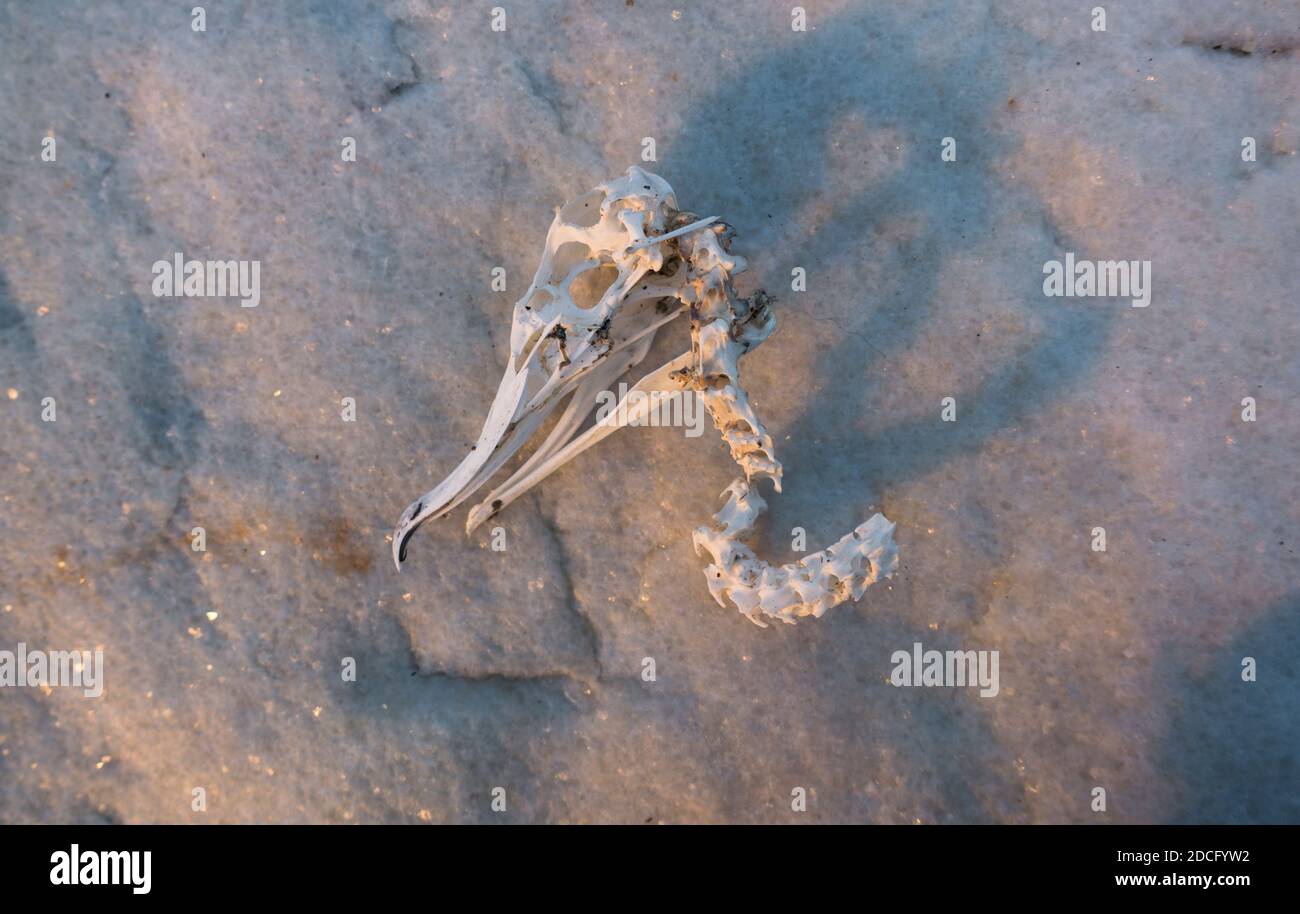 skull of a gull on the beach Stock Photo - Alamy