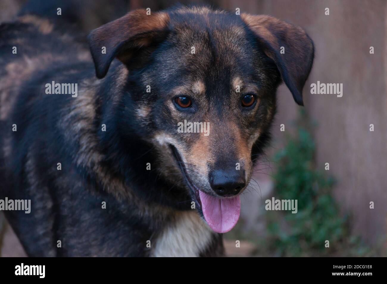 Dog with dark colored fur and pink tongue looking forward Stock Photo ...