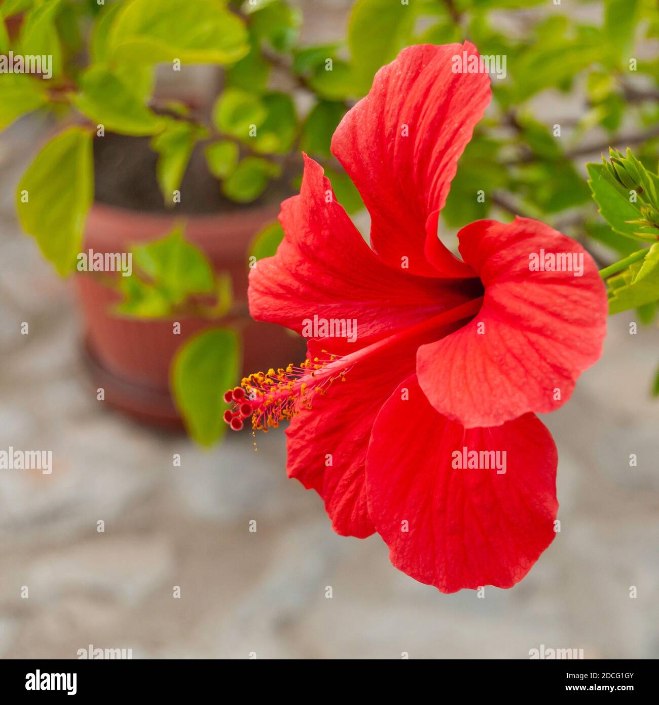 Side view of a red hibiscus flower on a green background, in the garden ...