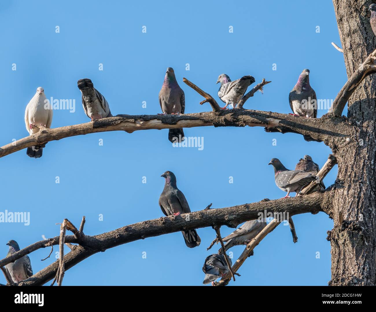 Many feral pigeons sitting on the branches of a tree Stock Photo - Alamy