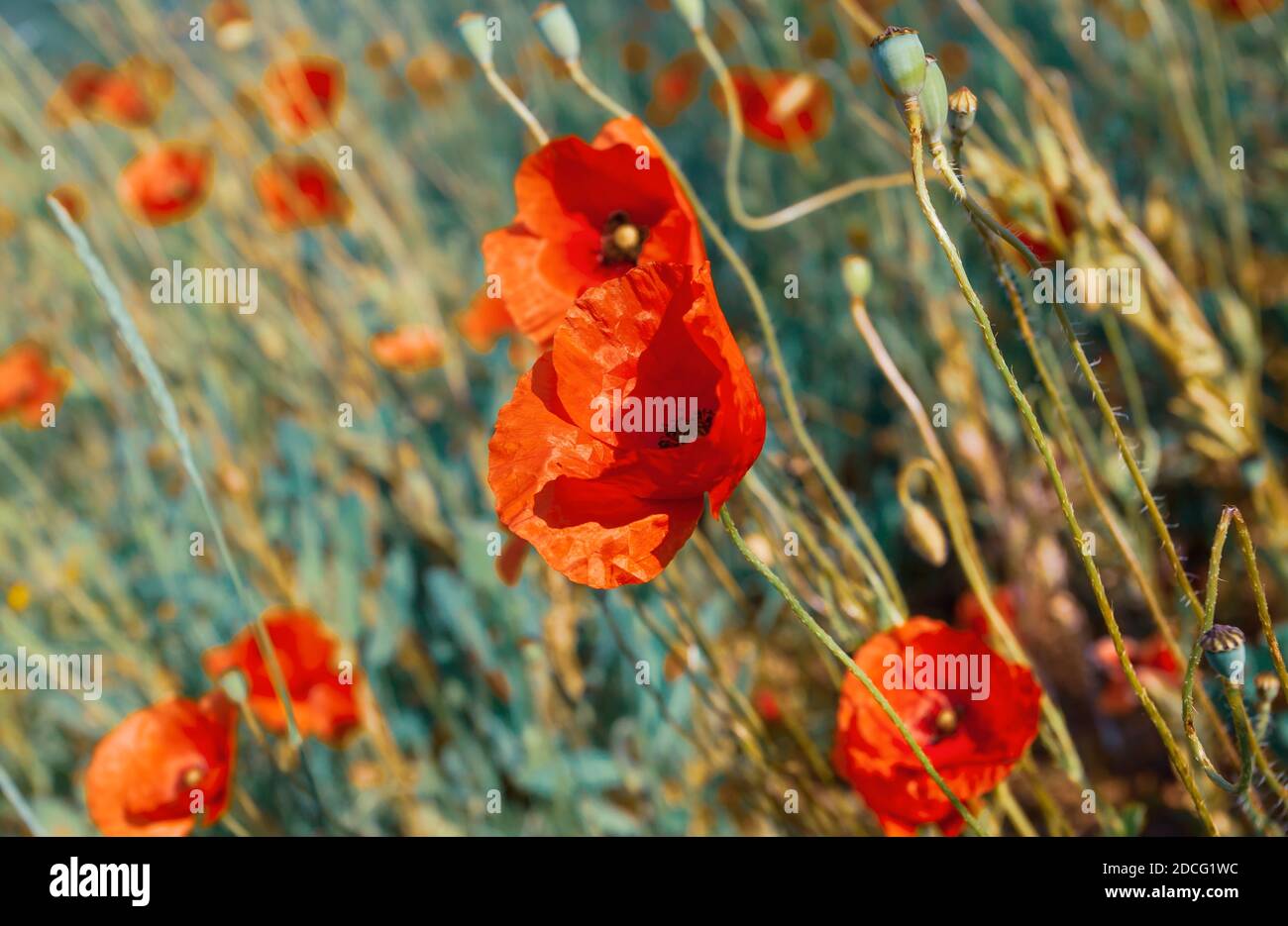 Red Poppy Flowers. Field of poppies. Landscape with poppy. Nature ...
