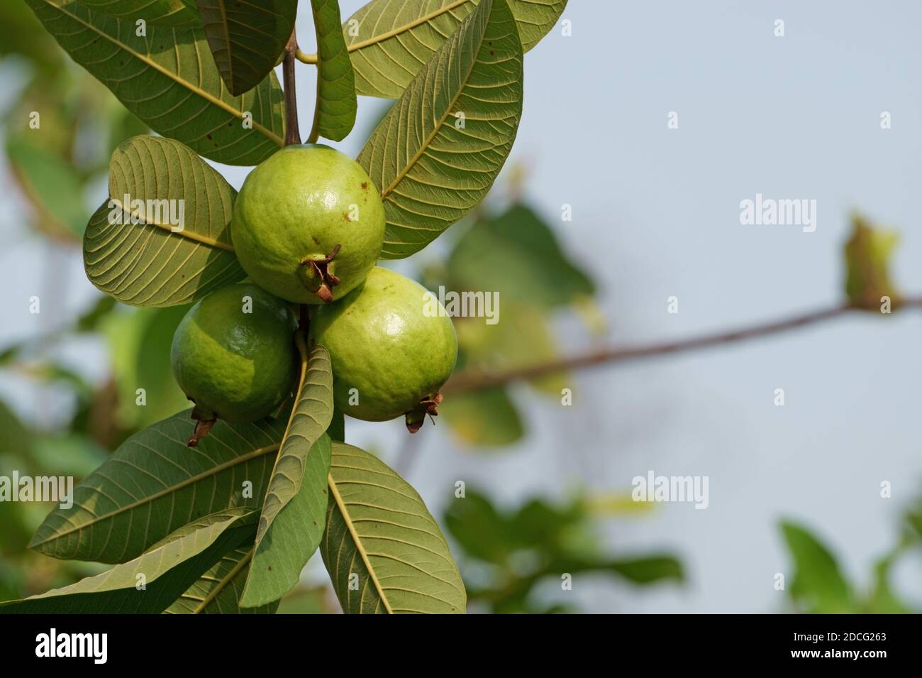 Common guava fruits in garden against blue sky Stock Photo - Alamy