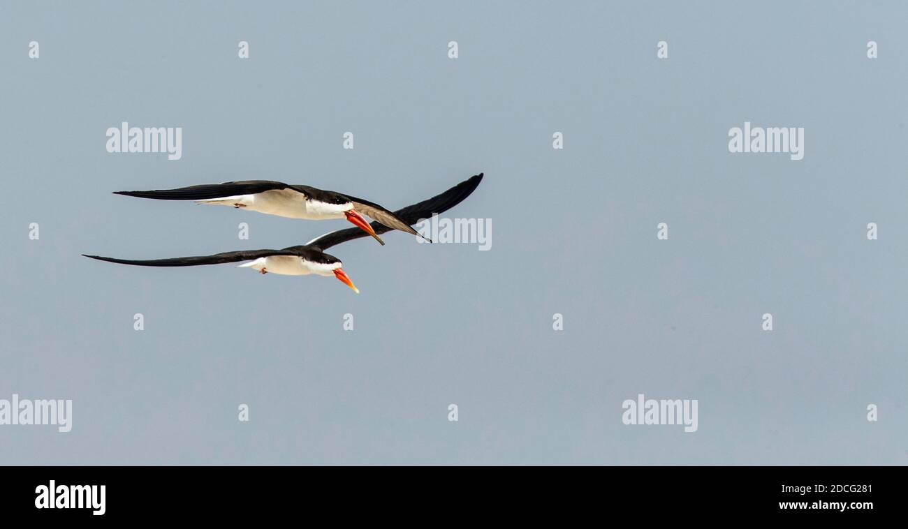 Two African Skimmers flying in close formation Stock Photo - Alamy