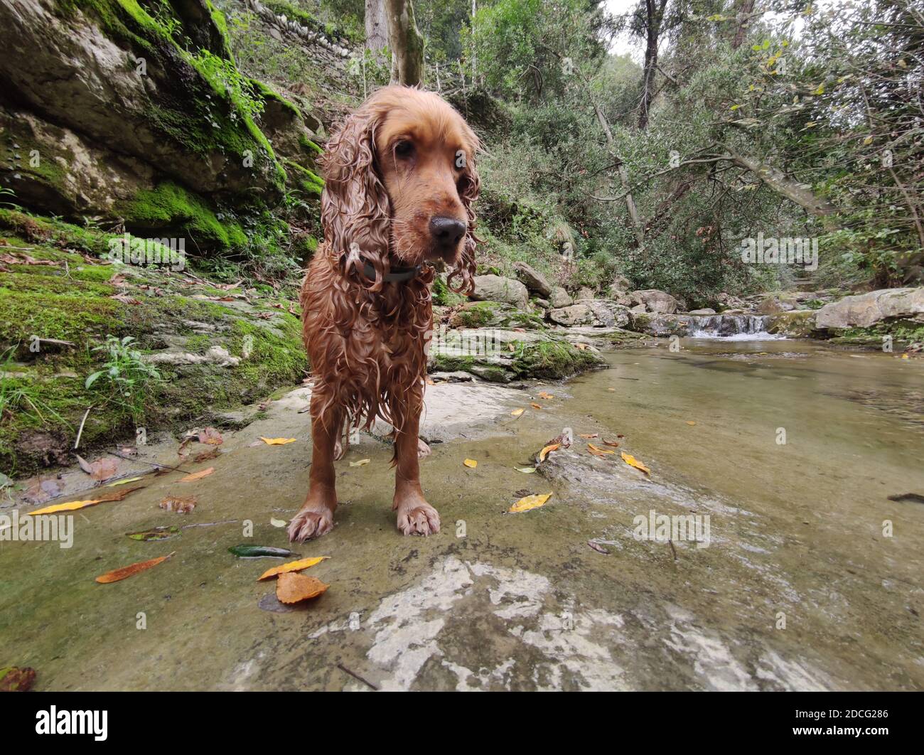 Happy english cocker spaniel while playing in the river Stock Photo - Alamy
