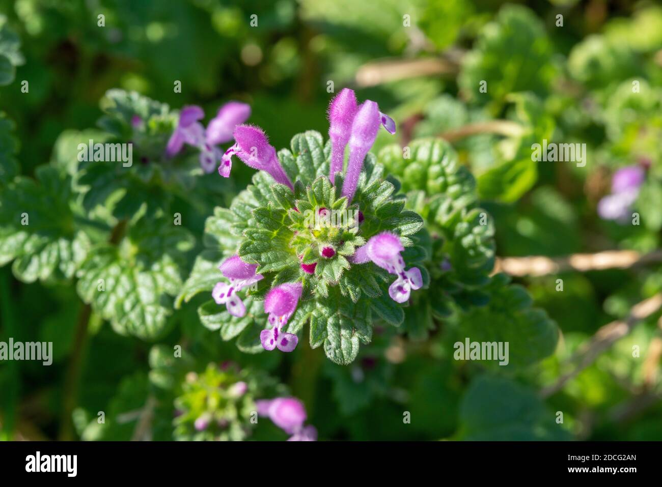 Common henbit (Lamium amplexicaule), Isehara City, Kanagawa Prefecture ...