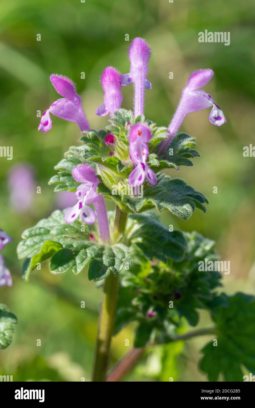 Common henbit (Lamium amplexicaule), Isehara City, Kanagawa Prefecture ...