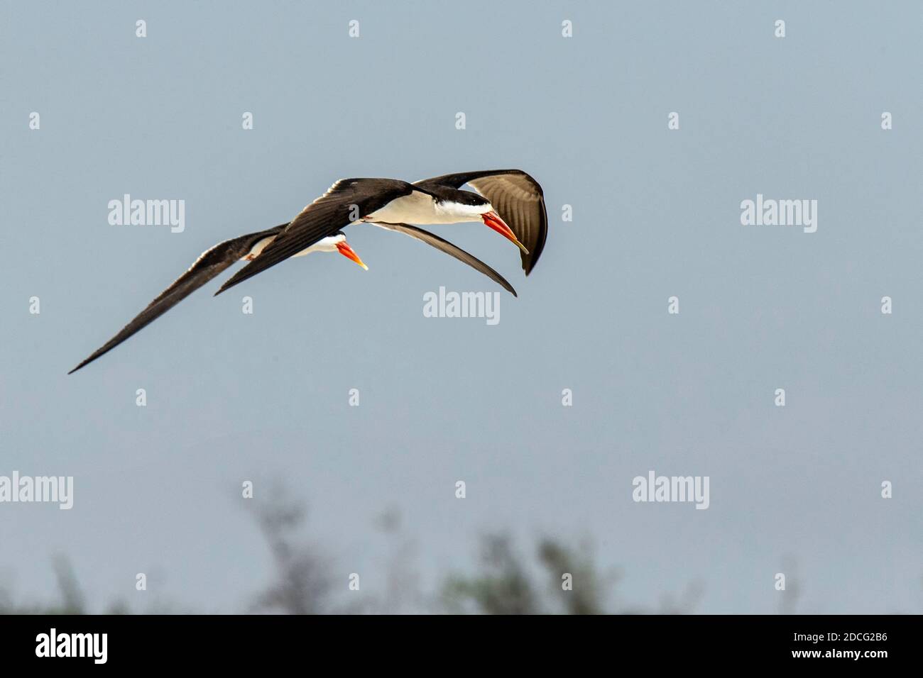 Two African Skimmers flying in close formation Stock Photo - Alamy