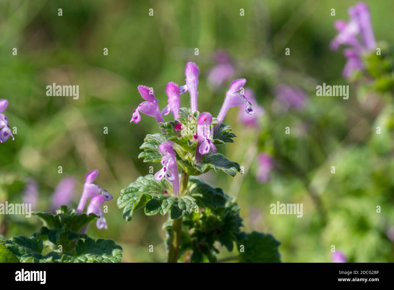 Common henbit (Lamium amplexicaule), Isehara City, Kanagawa Prefecture ...