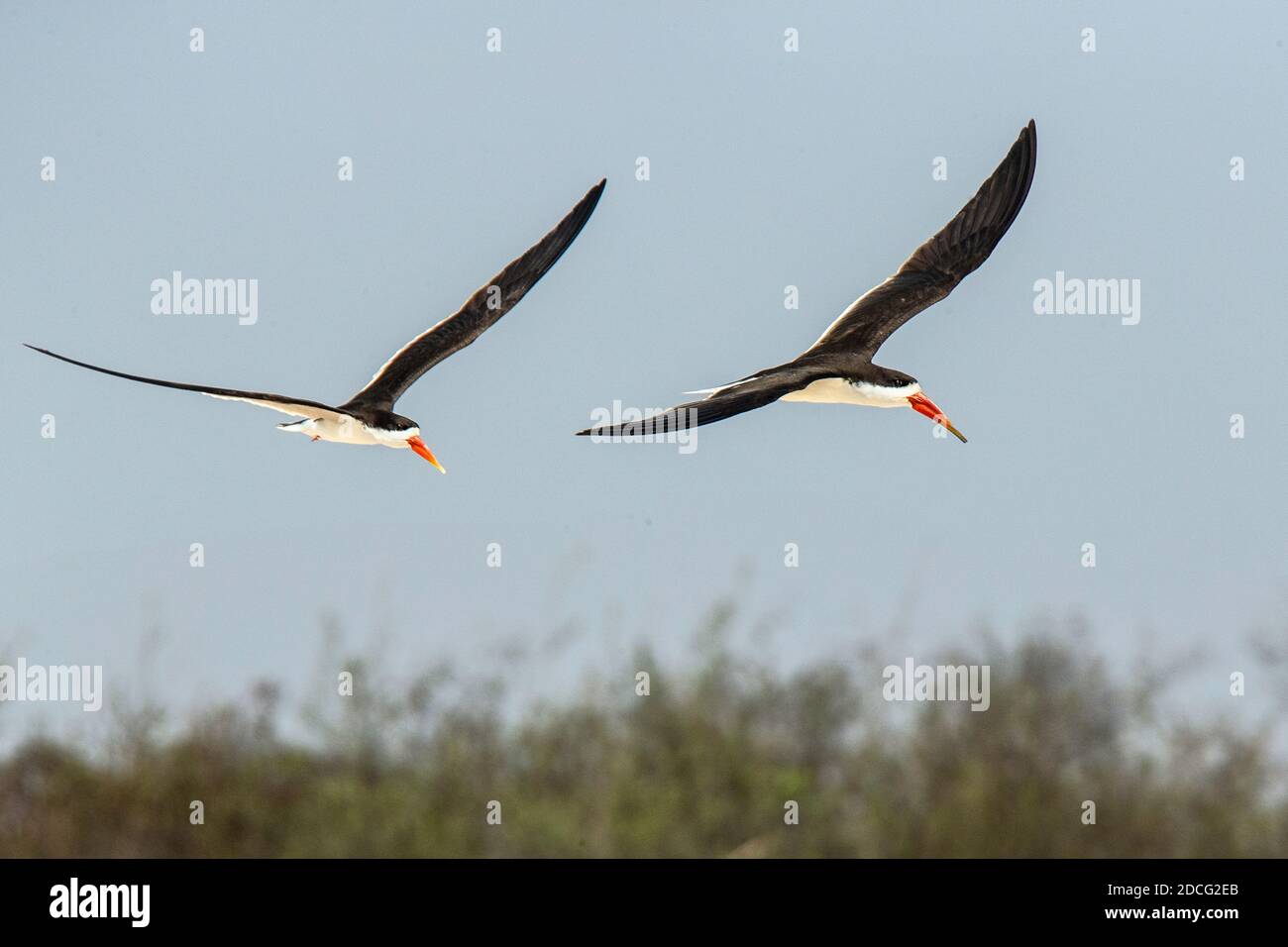 Two African Skimmers flying in close formation Stock Photo - Alamy